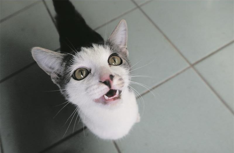 Midrand SPCA has new cats and dogs looking for homes | Fourways Review