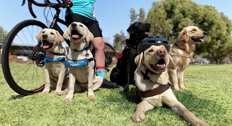 Call to support South African Guide-Dogs Association | Fourways Review