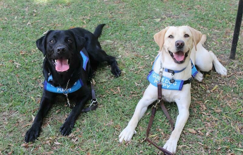 Community comes together to celebrate 70 years of the guide-dogs ...