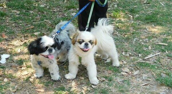 Shamine walks the walk with her furry friends | Fourways Review