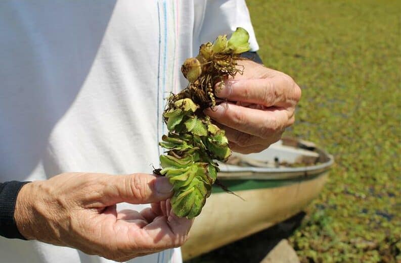 Lonehill Dam's foreign plant clean up comes to a halt due to lack of ...