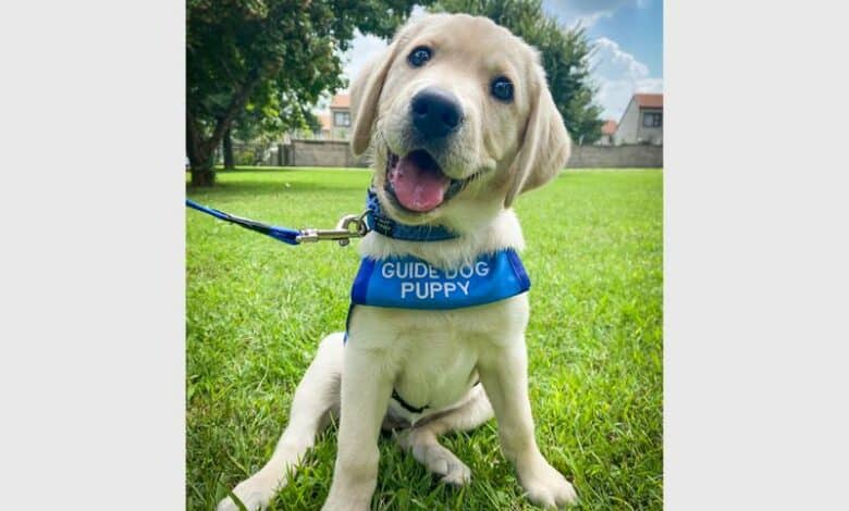 Become a puppy raiser for guide dogs | Fourways Review