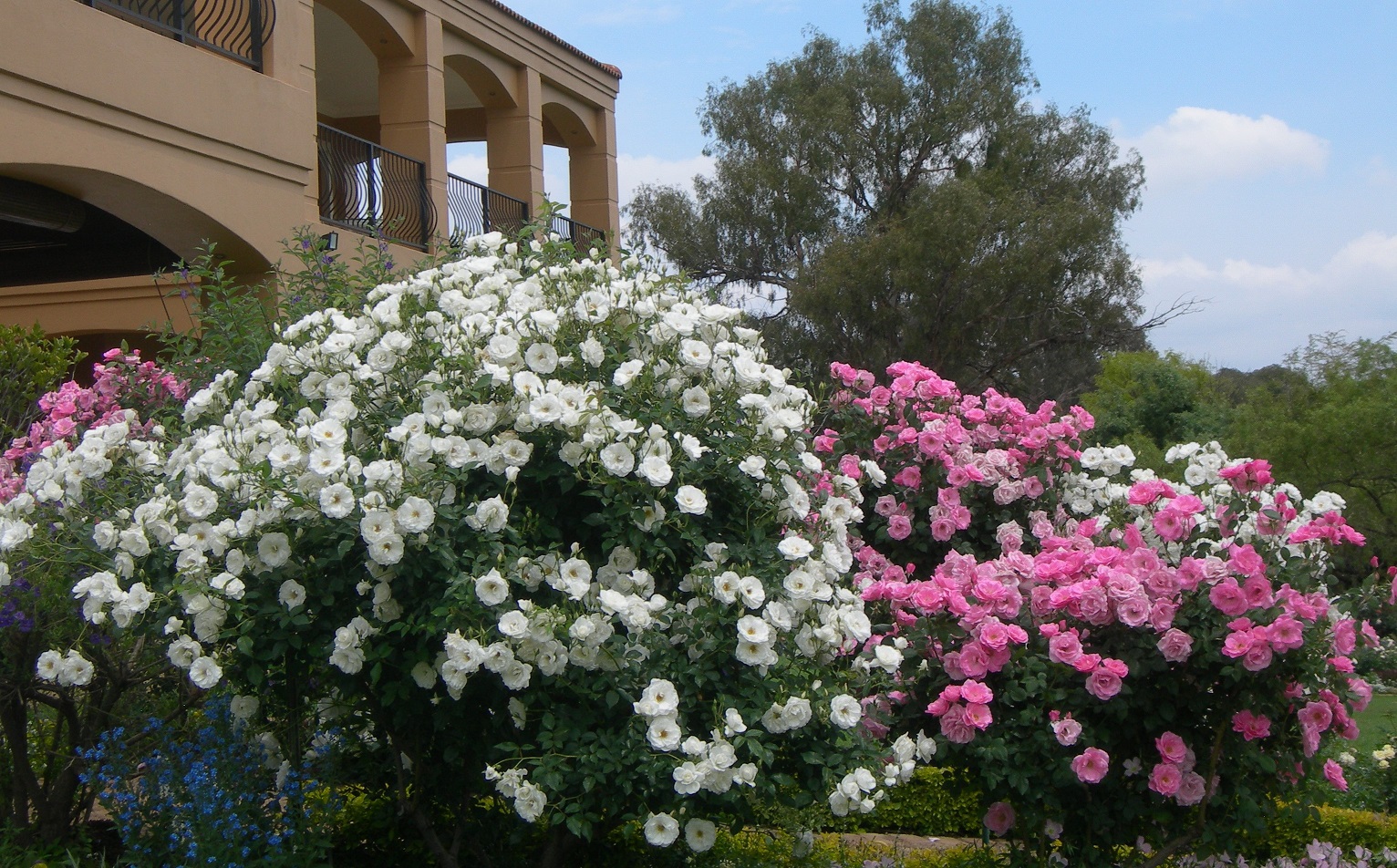 Pruning Iceberg roses - it's simpler than you think | Boksburg Advertiser