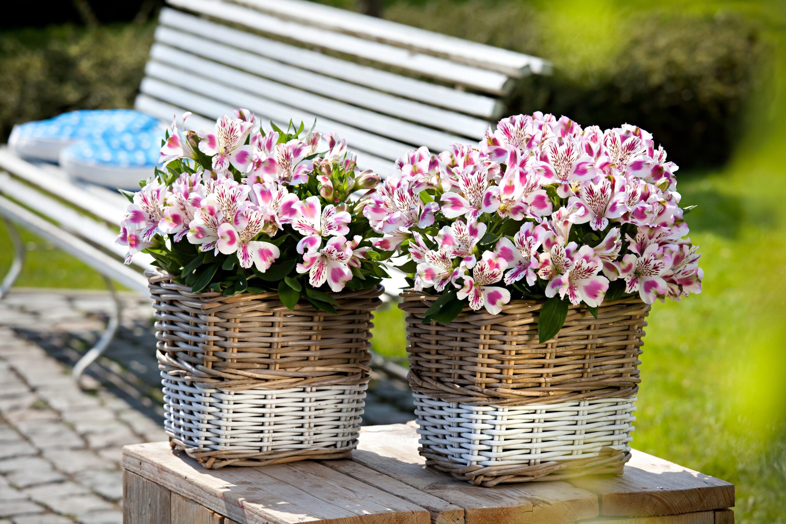 Easy-going lilies for summertime | Boksburg Advertiser