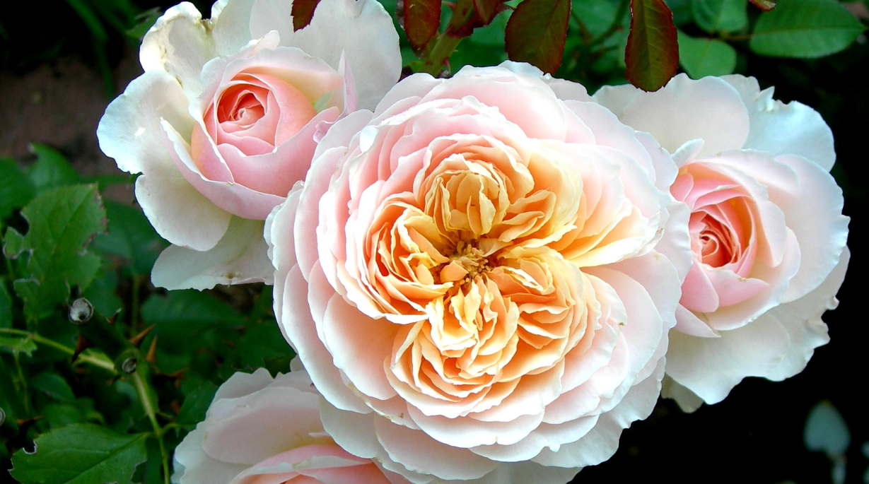 The best is yet to come: How to have gorgeous autumn roses