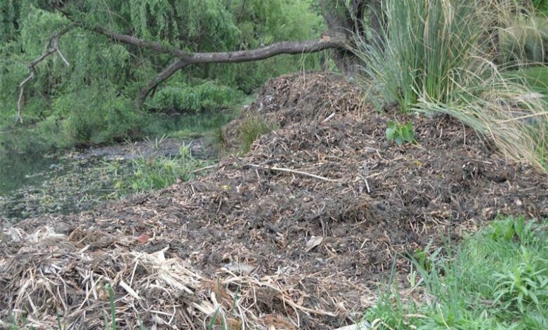 FOLLOW-UP Hyacinth has to dry out to be completely removed | Boksburg ...