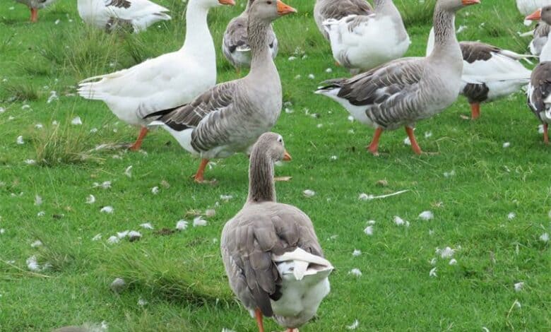 Primary school learners accused of abusing Van Dyk Park geese ...