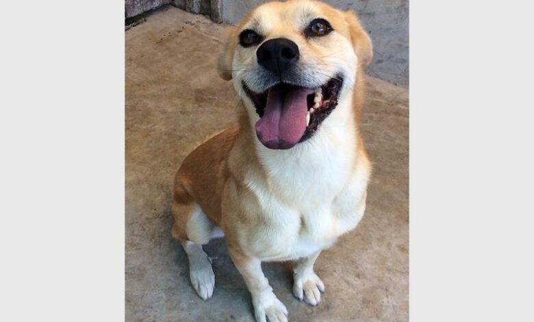 Cute pets to adopt at Boksburg SPCA | Boksburg Advertiser