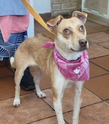 Cute pets to adopt at Boksburg SPCA | Boksburg Advertiser