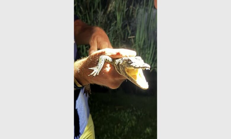 Mic the Croc: ERPM Golf Club's wild visitor | Boksburg Advertiser