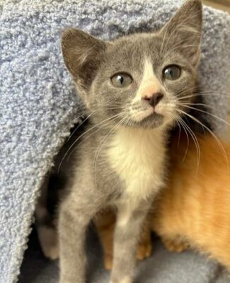 These furry friends need forever homes | Boksburg Advertiser