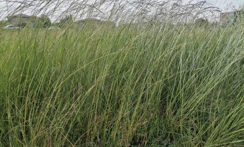 CoE blames festive break, rain for grass-cutting backlog | Boksburg ...