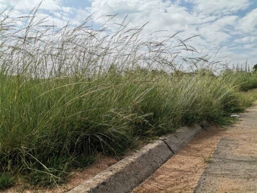 CoE blames festive break, rain for grass-cutting backlog | Boksburg ...