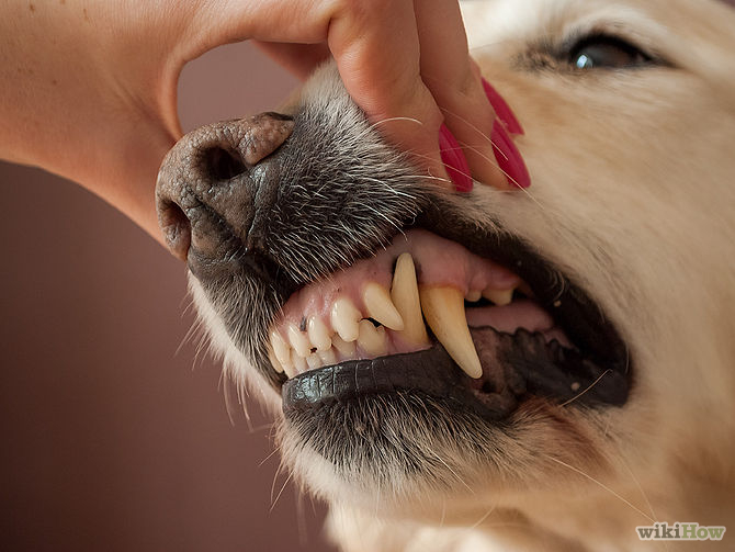 Thirteen dogs poisoned, six die | Benoni City Times