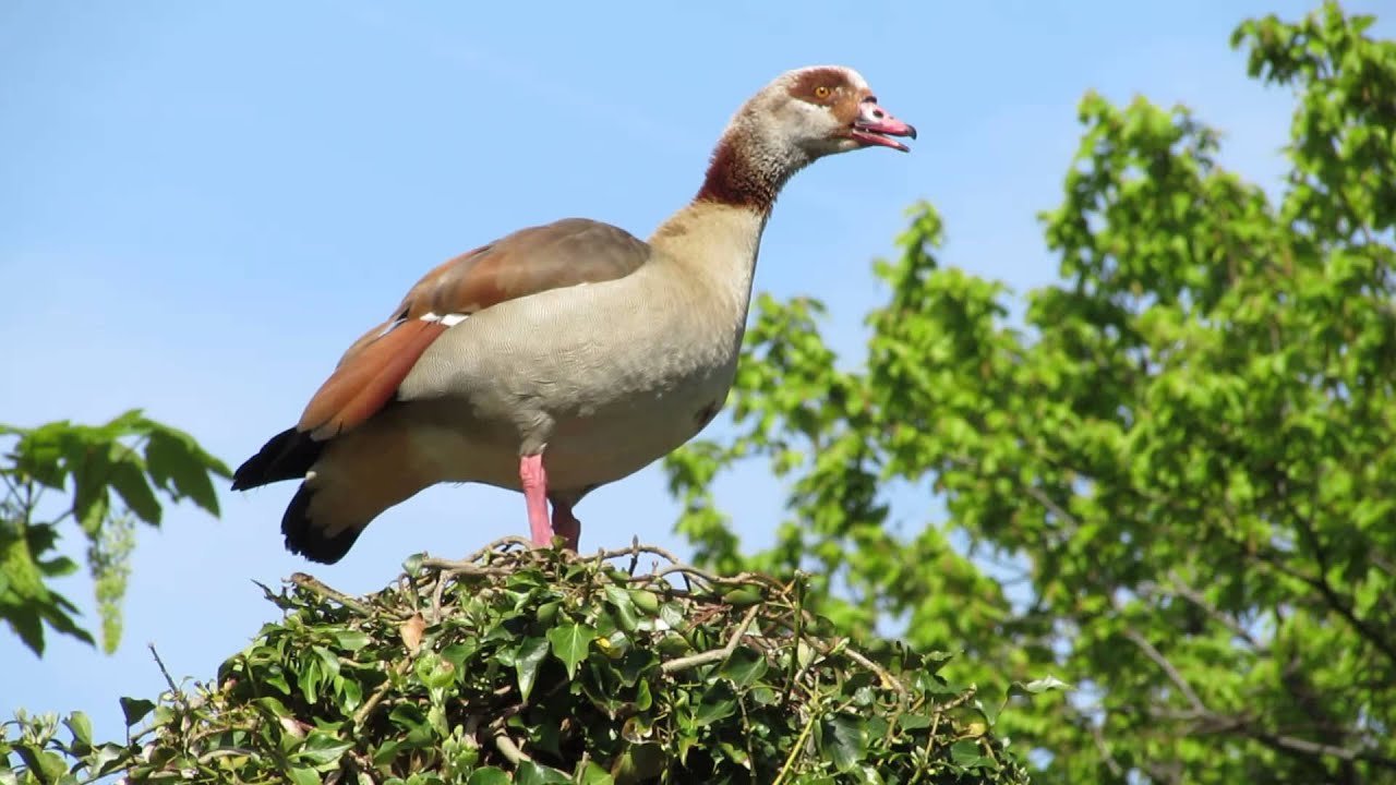 Fishermen kill goose in front of onlookers at Homestead Dam | Benoni ...