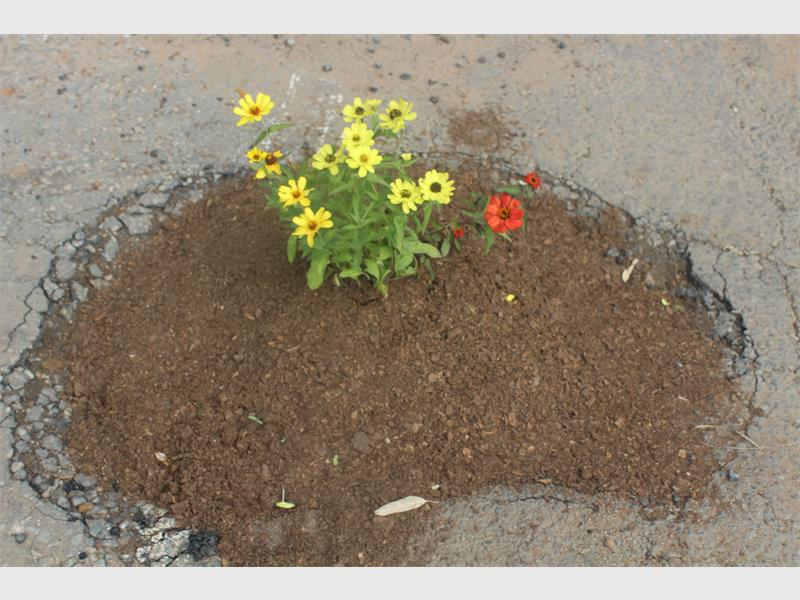 When life gives you potholes, make pot plants | Benoni City Times