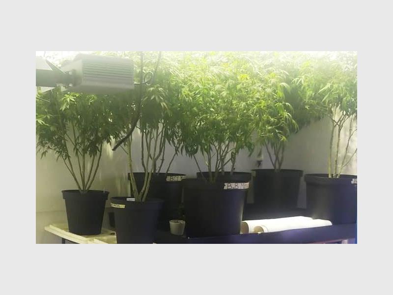 Benoni South couple remanded in custody for dagga | Benoni City Times