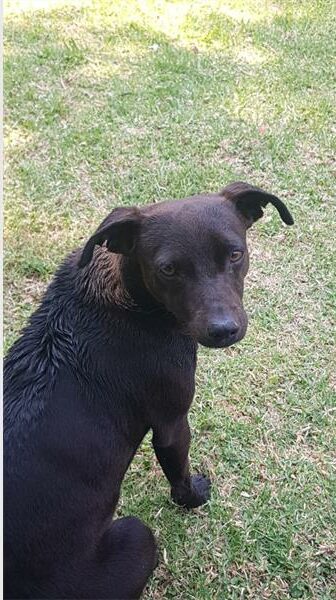 Adopt a furry friend at the Benoni SPCA | Benoni City Times