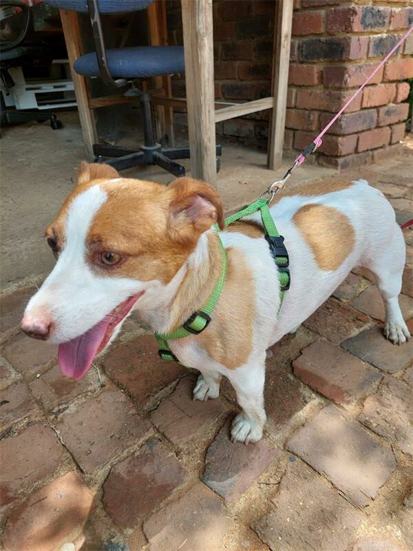 Adopt a pet from TAG | Benoni City Times