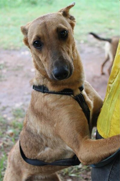 Adopt a pet from TAG | Benoni City Times
