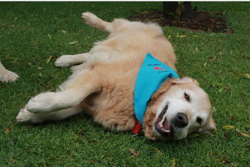 Local therapy dog puts a smile on Pilgrim’s face | Benoni City Times