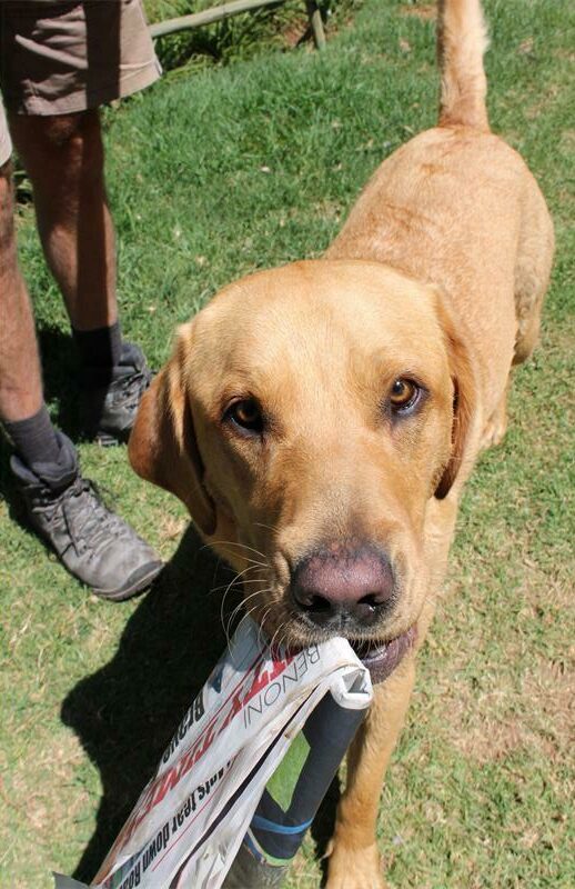 WATCH: Lab extends his talents to newspaper collection | Benoni City Times