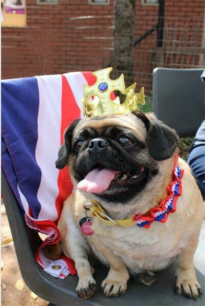 Pugs commemorate King’s coronation | Benoni City Times