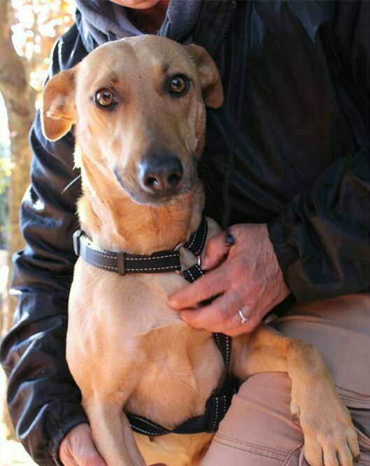 Adopt a pet at TAG | Benoni City Times