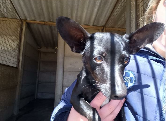 Adopt a furry pet at the Benoni SPCA | Benoni City Times