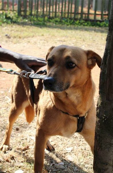 Adopt a pet at TAG | Benoni City Times