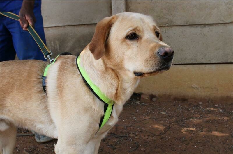 Adopt a pet at TAG | Benoni City Times