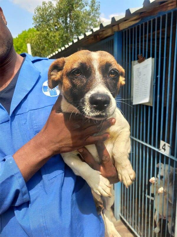 Adopt a furry pet at the Benoni SPCA | Benoni City Times