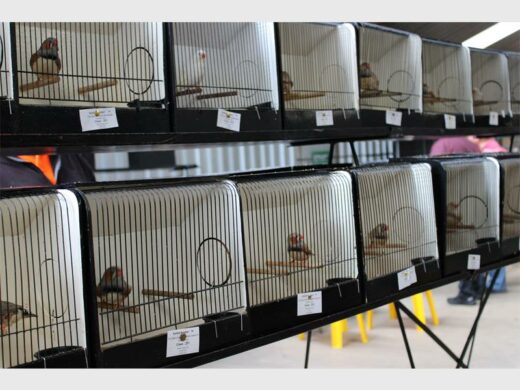 Transvaal Zebra Finch Society hosts first show of the year | Benoni ...
