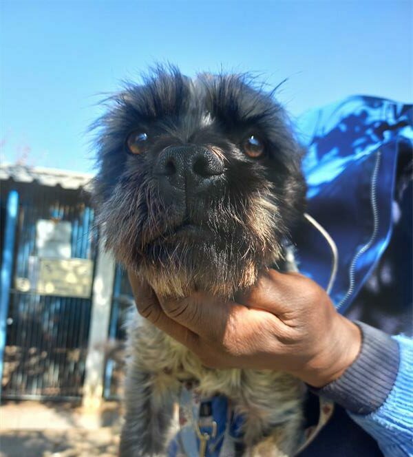 These Benoni SPCA animals are looking for homes | Benoni City Times