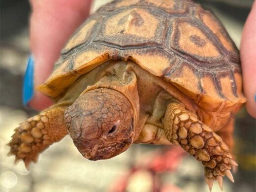 16 neglected tortoises rescued from Boksburg nursery school | Benoni ...