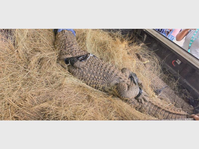Two Nile crocs seized at Springs home | Benoni City Times