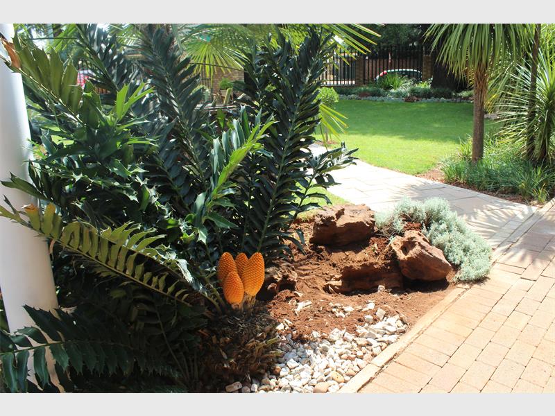 Dief steel twee broodbome by Laerskool Dalview | Brakpan Herald