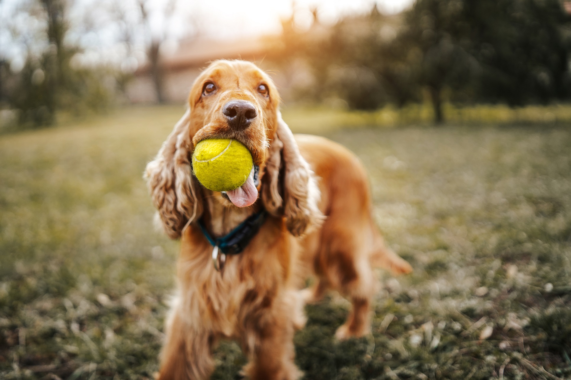 Four reasons why having a pet improves your mental and physical health ...