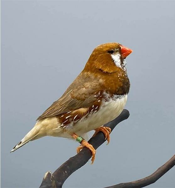 Zebra Finch Society invites you to see some of the country's best birds ...