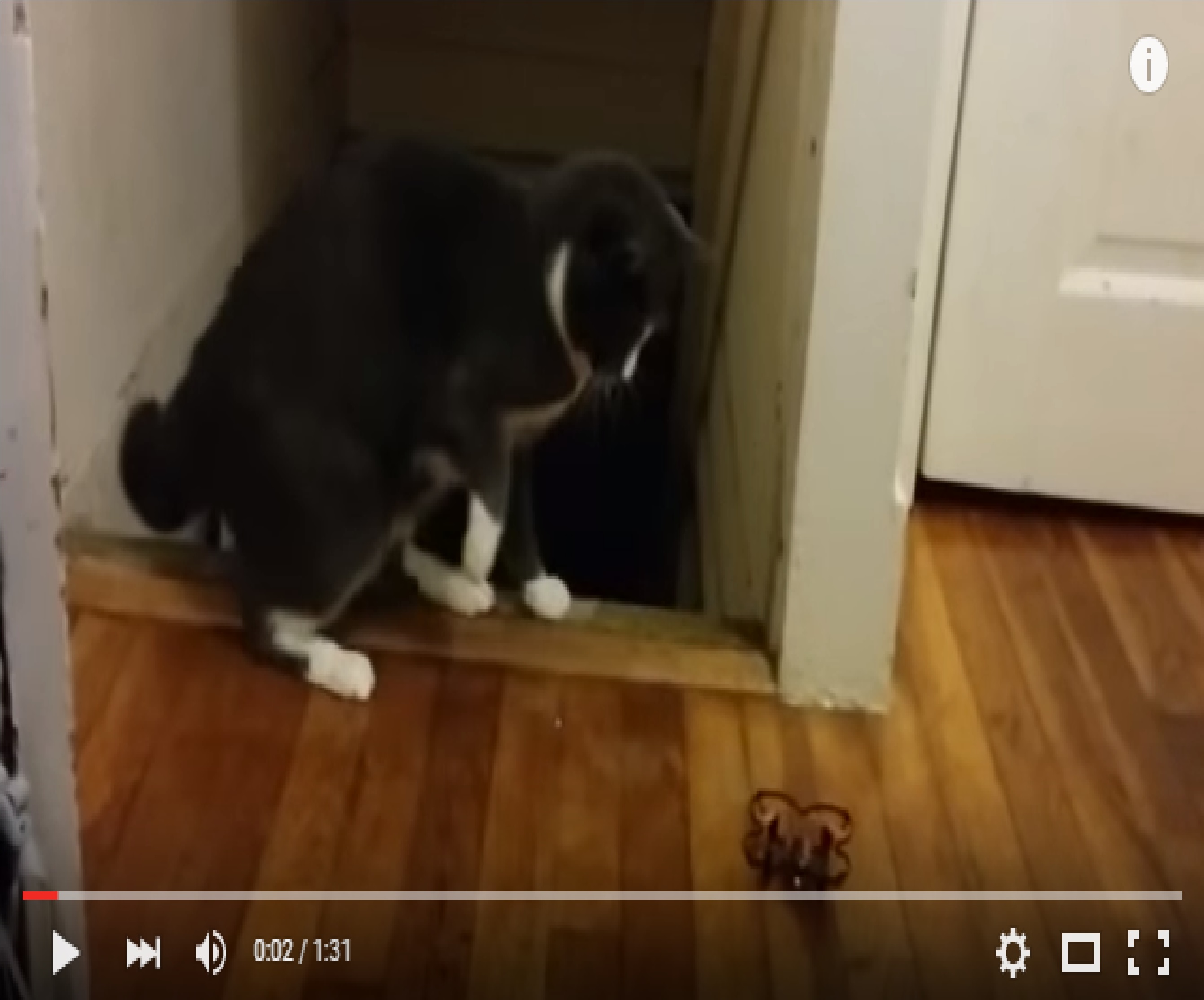 WATCH: Funniest scaredy cats caught on video | Springs Advertiser