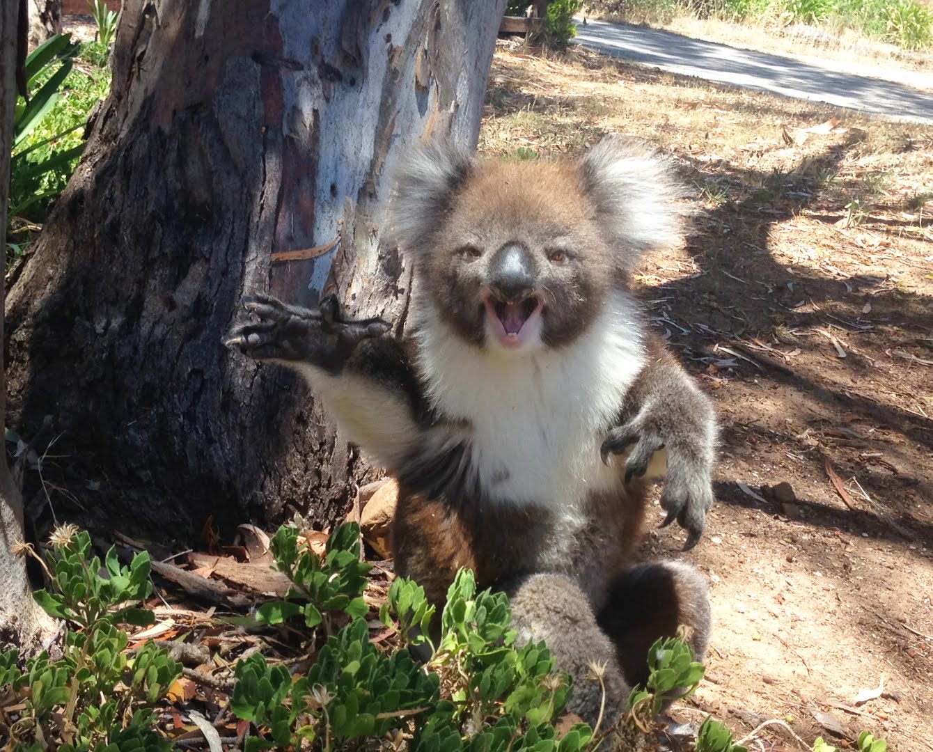 Crying koala just cannot handle losing after epic tree brawl | Springs ...