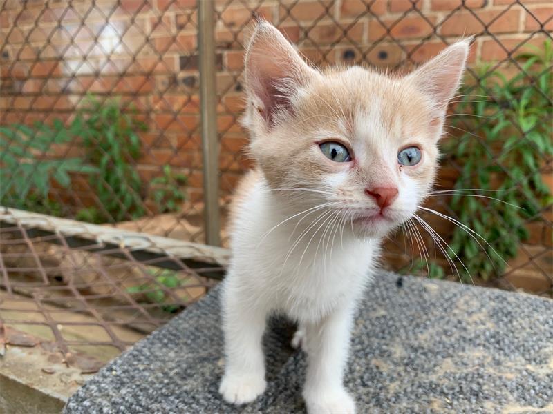 SPCA to host a family fun day at Stable Inn | Springs Advertiser