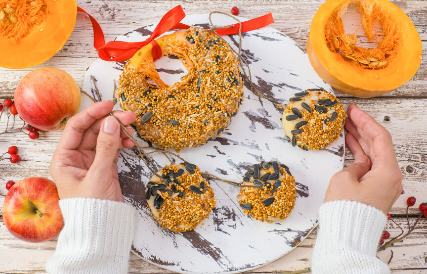 Sunday craft: DIY bird seed cookies | Springs Advertiser