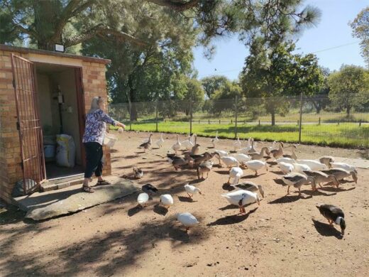 George Sutter Park needs TLC | Springs Advertiser