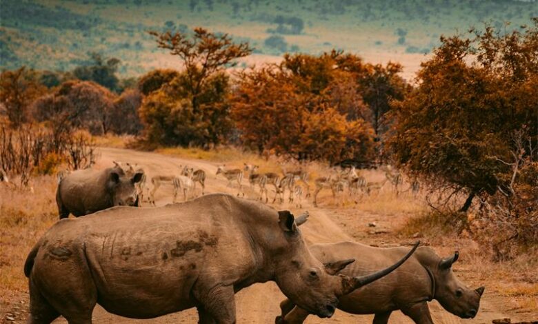 Insimbi Legacy Projects invites Springs residents to family friendly ...