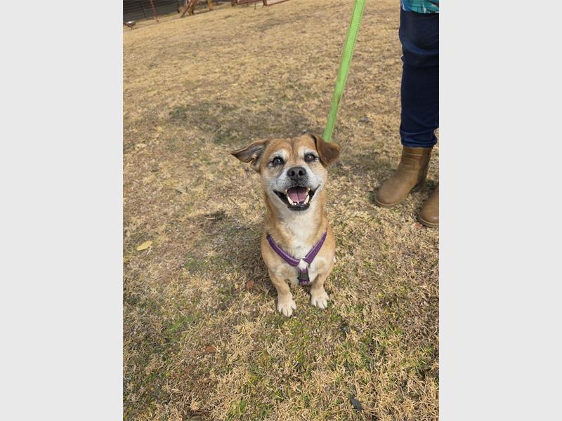 Adopt a pet from the Springs SPCA | Springs Advertiser