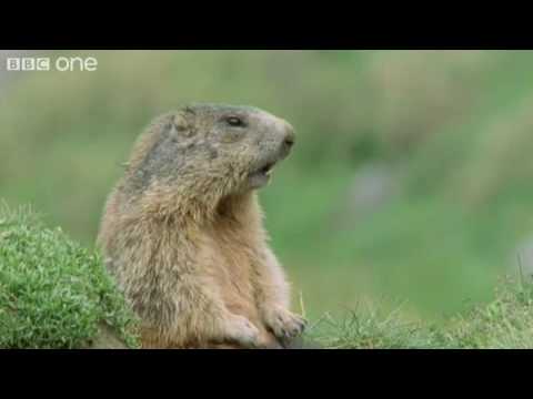 Funny Talking Animals - Walk On The Wild Side Preview - BBC One ...