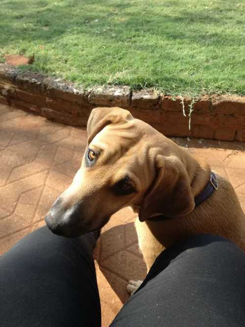 Inwoner soek haar hond: Het jy vir Rodger gesien? | Randfontein Herald