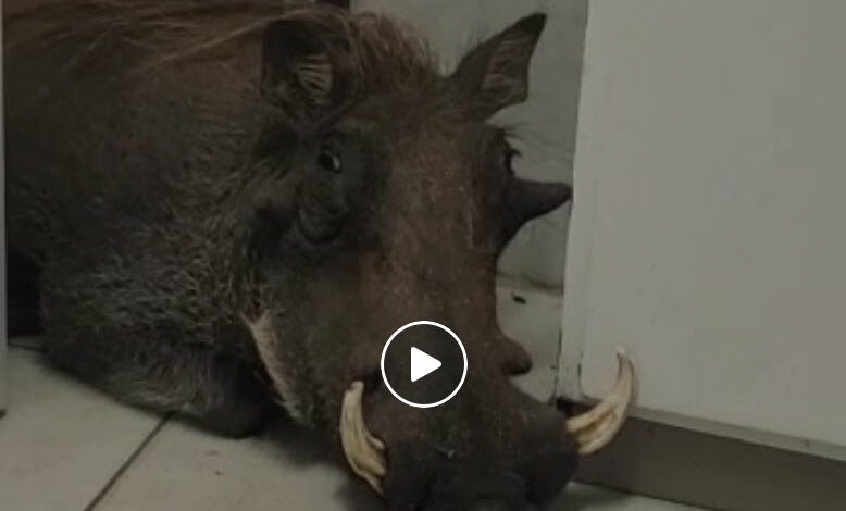 Warthog pays Bela-Bela butchery a visit | Randfontein Herald