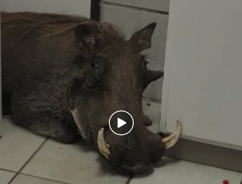 Warthog pays Bela-Bela butchery a visit | Randfontein Herald